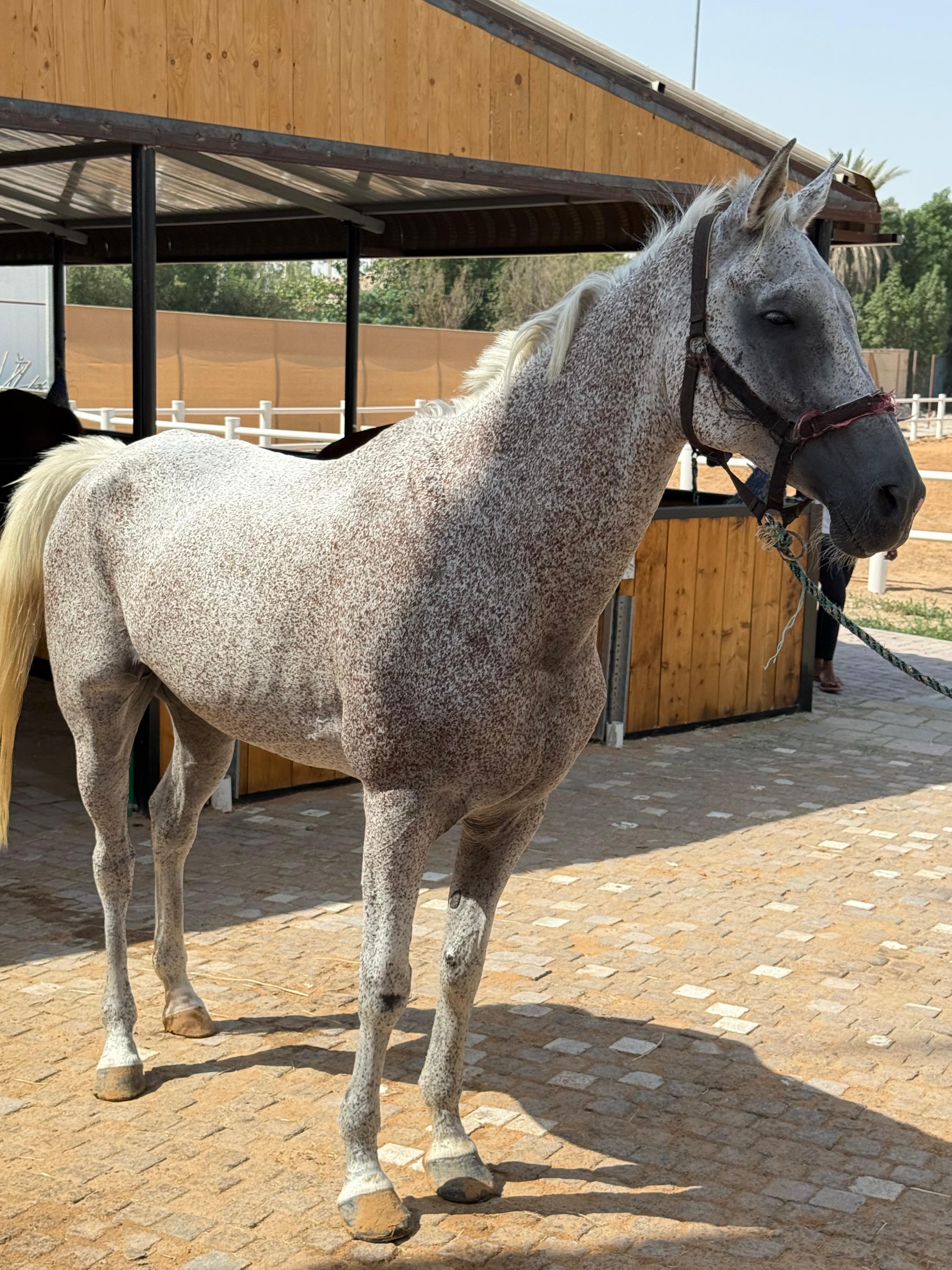 Horse Riding in Dubai | Desert & Beach Rides – Dune Hill Equestrian Club