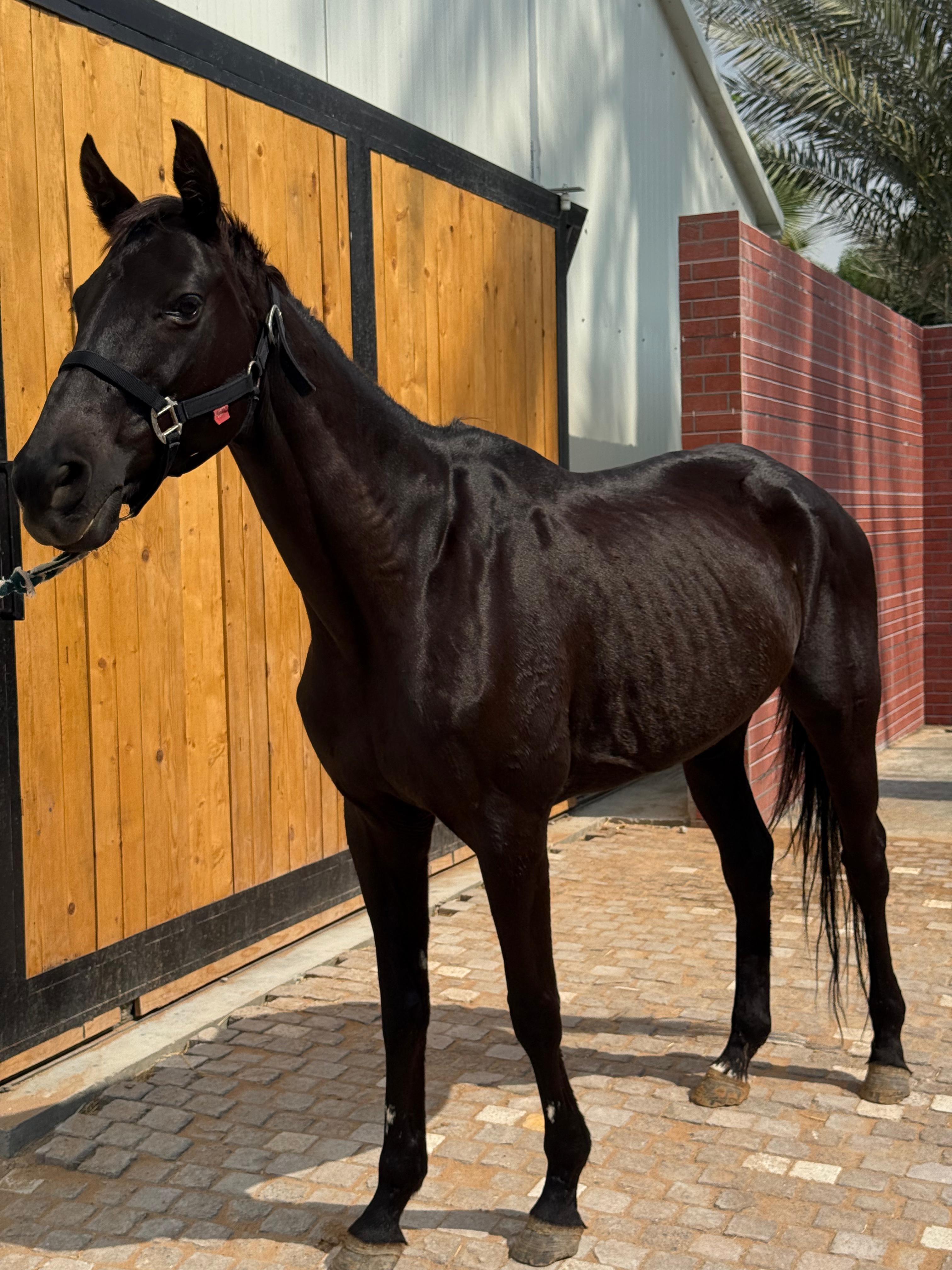 Horse Riding in Dubai | Desert & Beach Rides – Dune Hill Equestrian Club
